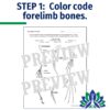 Evidence of Evolution: Homologous Structures Worksheet - Flying Colors ...