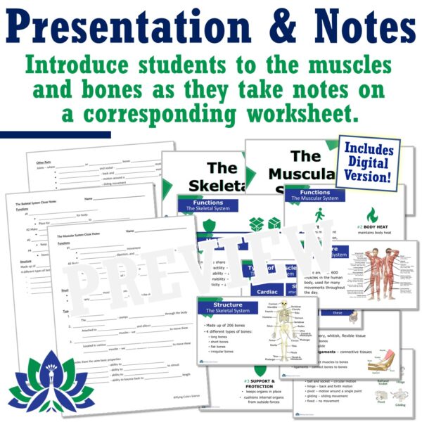 Muscles Bones and the Musculoskeletal System Notes and Quiz - Flying ...