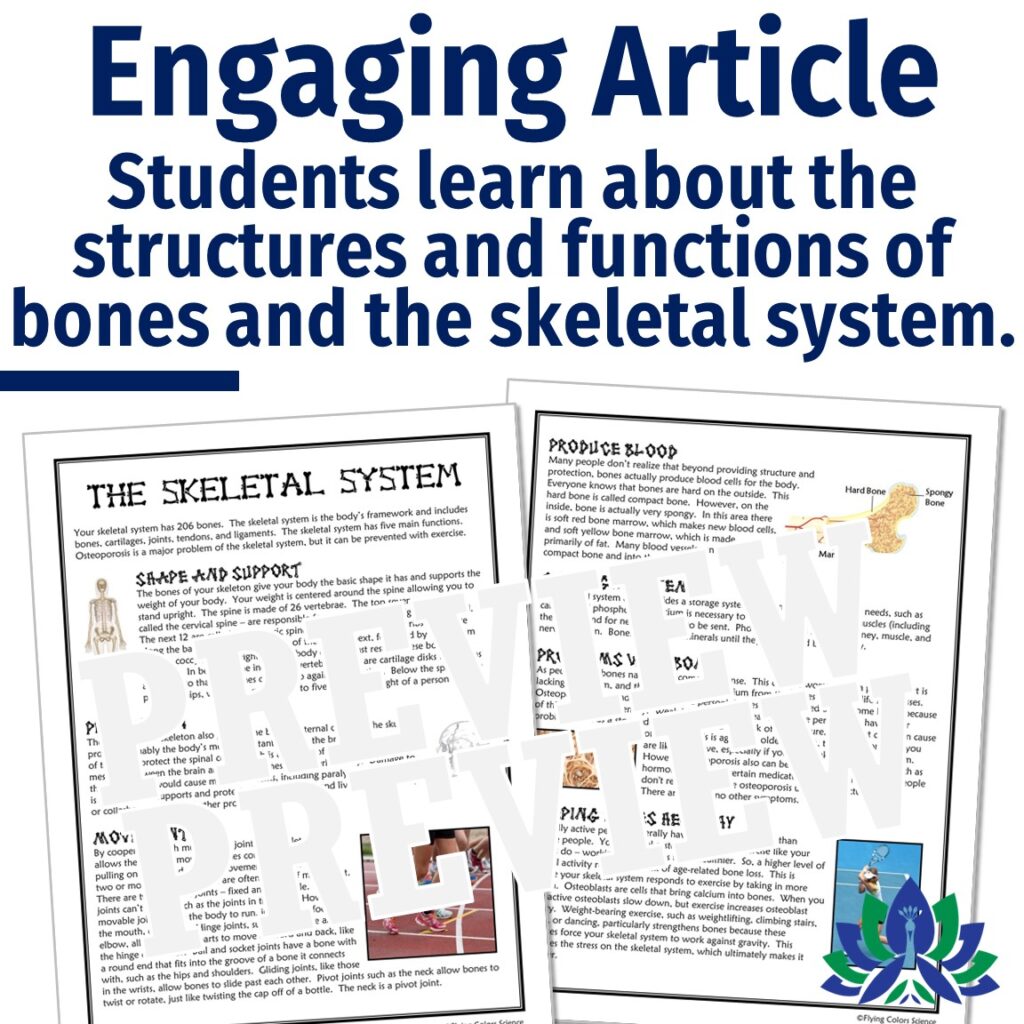 Bones and Skeletal System Reading and Worksheet - Flying Colors Science