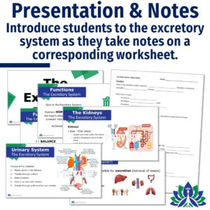 Excretory System Notes and Quiz - Flying Colors Science