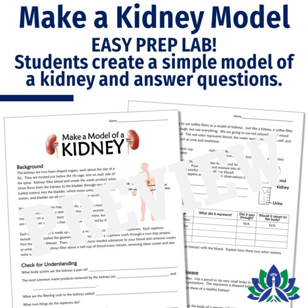 Excretory System Activity: Kidney Lab - Flying Colors Science