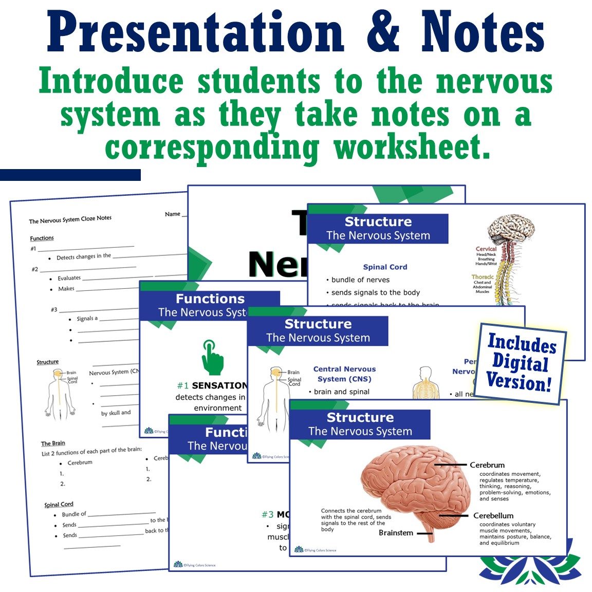 Introduction to the Brain and Nervous System Notes and Quiz - Flying ...