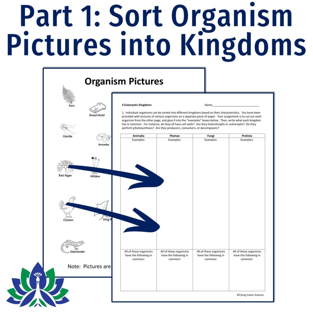 Eukaryotic Kingdoms Activity - Flying Colors Science