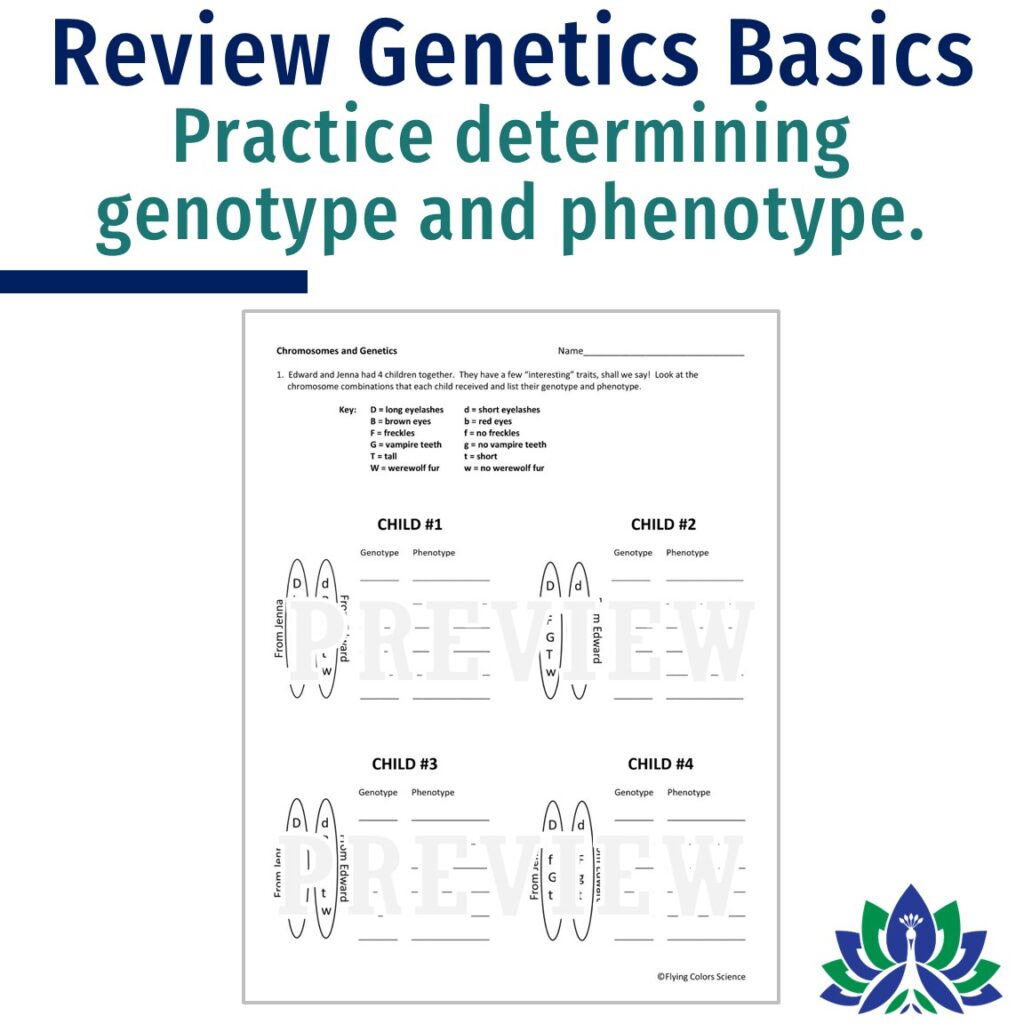 Genetics and Chromosomes Worksheet - Flying Colors Science