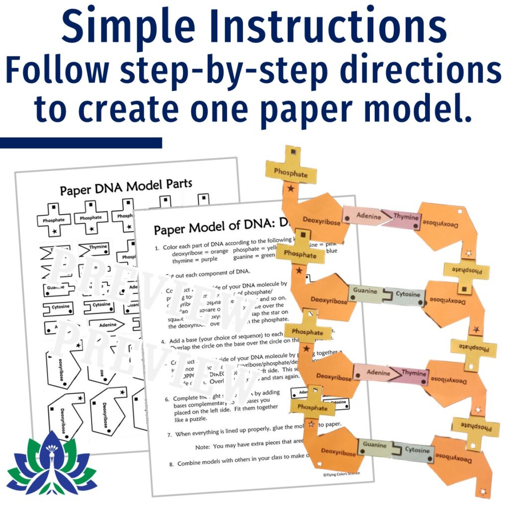 Paper DNA Model Project - Flying Colors Science