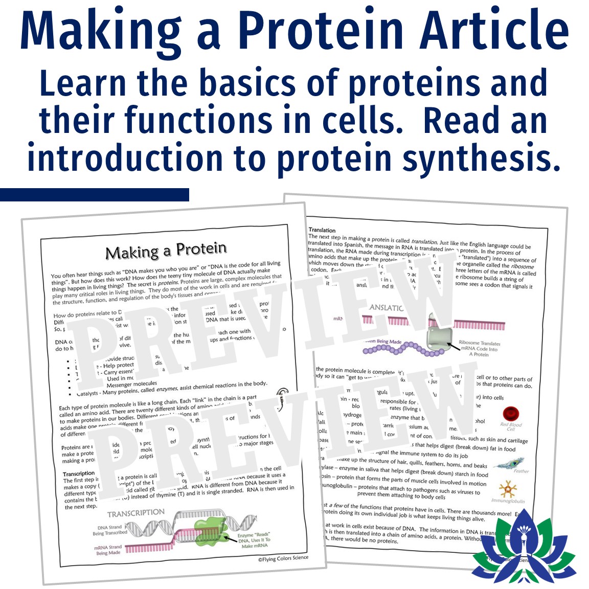 Protein Synthesis Reading for Middle School - Flying Colors Science