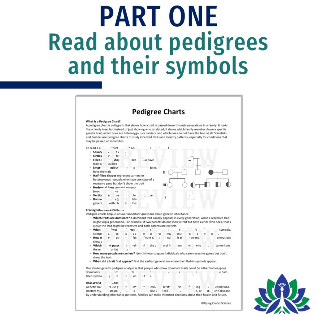 Pedigree Worksheet - Flying Colors Science