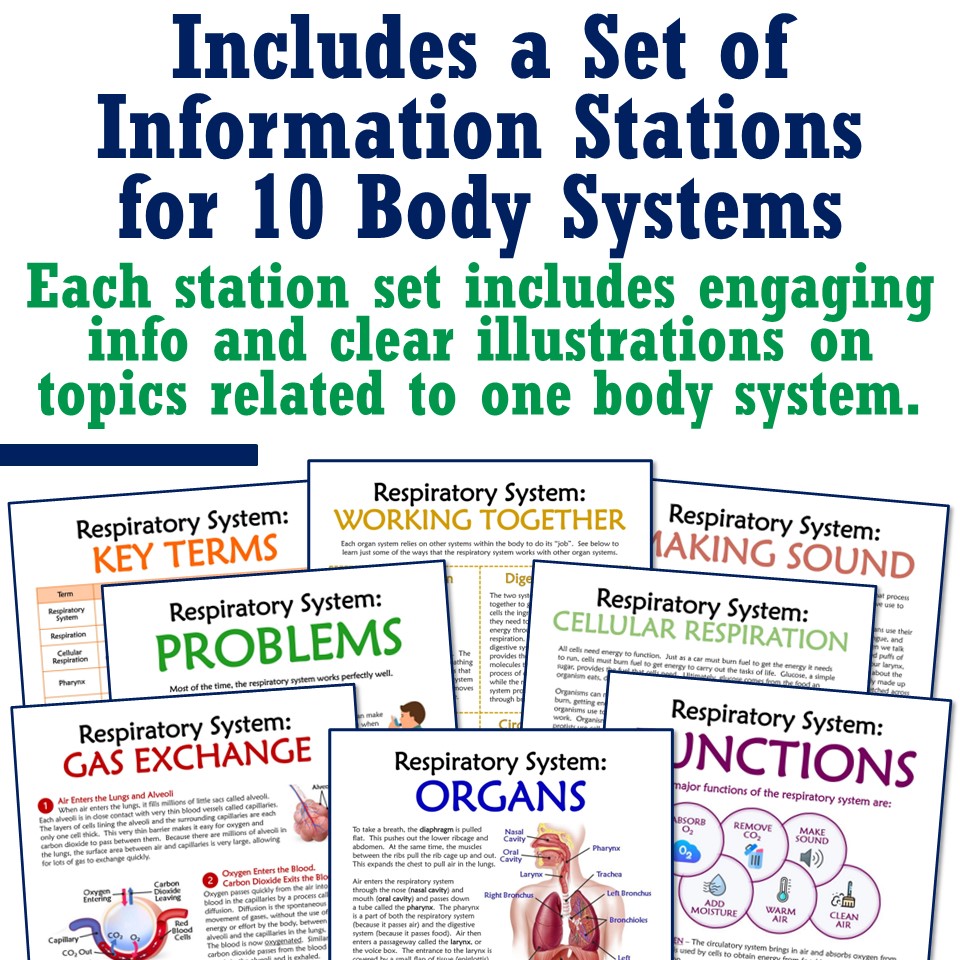 Human Body Organ Systems Activity: Information Stations (Set of 10 ...