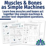 Musculoskeletal System Unit - Flying Colors Science