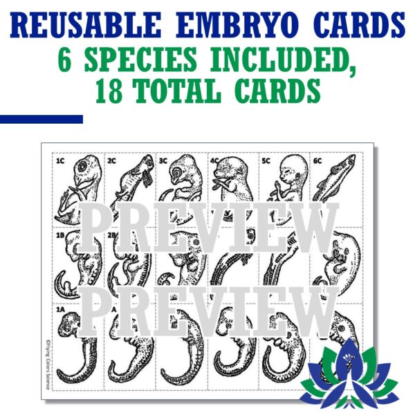 Evidence of Evolution: Embryology Activity - Flying Colors Science