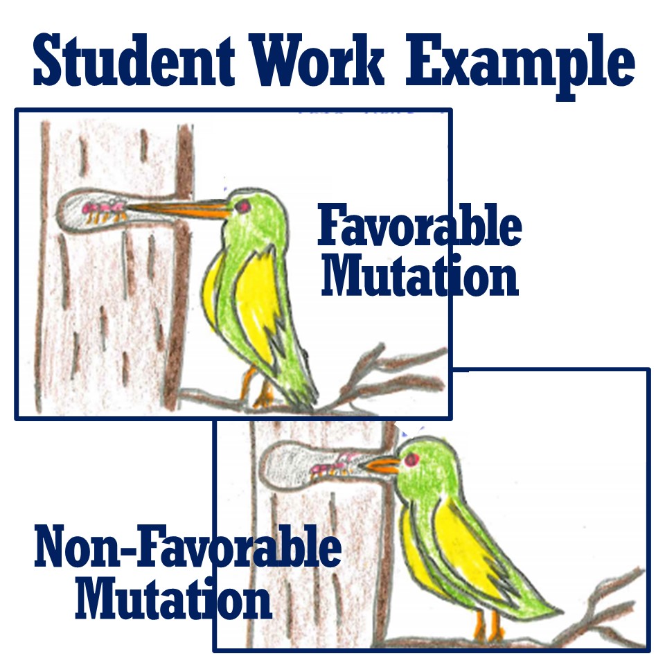 Natural Selection Drawings Activity - Flying Colors Science