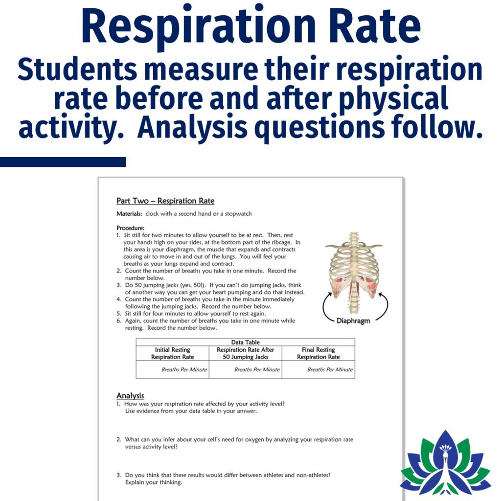 Respiratory System Activity: Lung Lab - Flying Colors Science