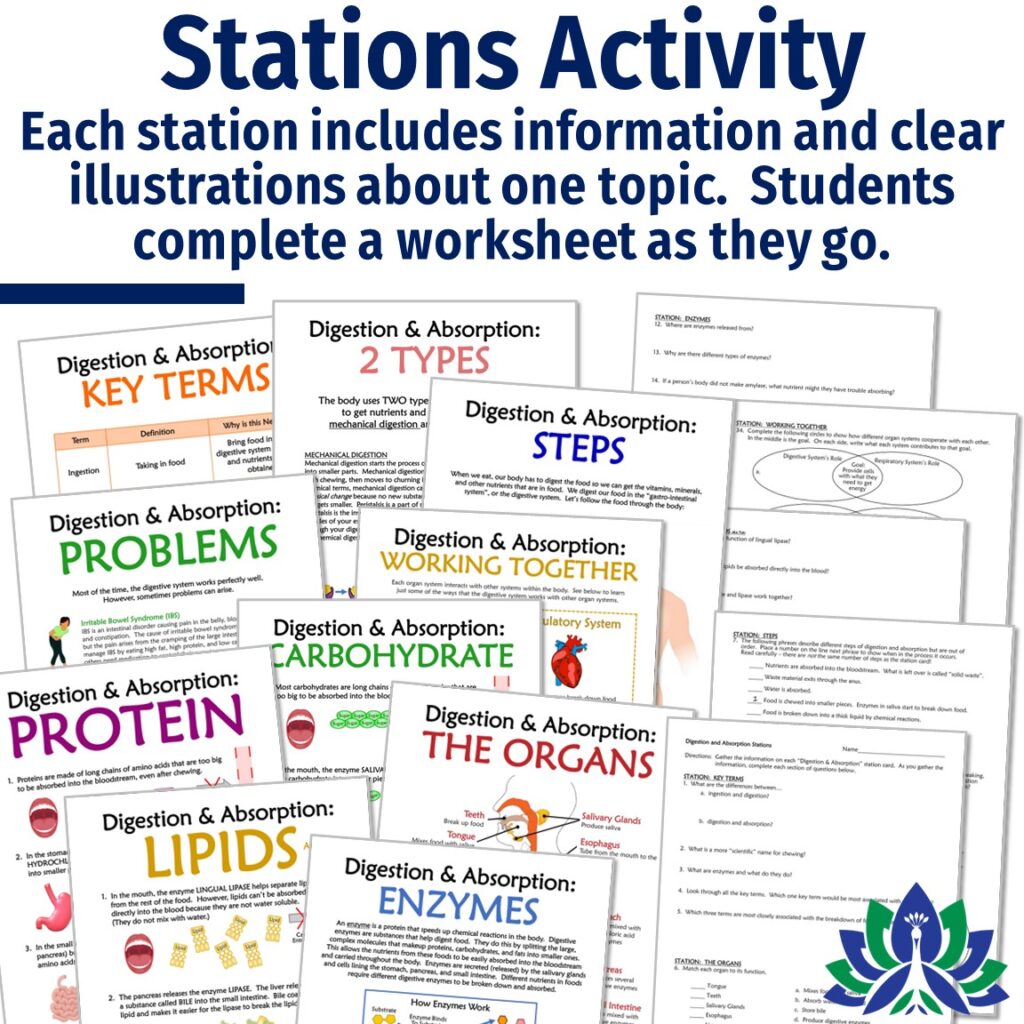 Complete Digestive System Unit - Flying Colors Science