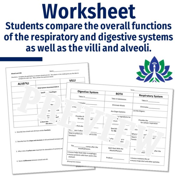 Organ Systems Worksheet: Compare Digestive and Respiratory - Flying ...