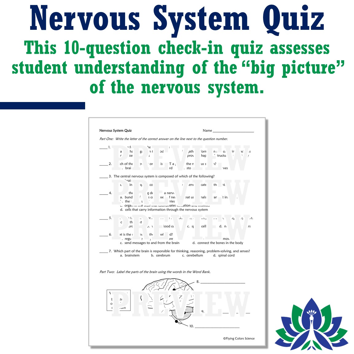 Introduction to the Brain and Nervous System Notes and Quiz - Flying ...