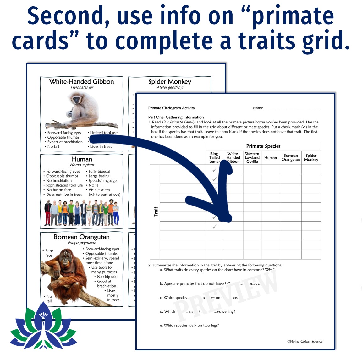 Primate Cladogram Activity - Flying Colors Science