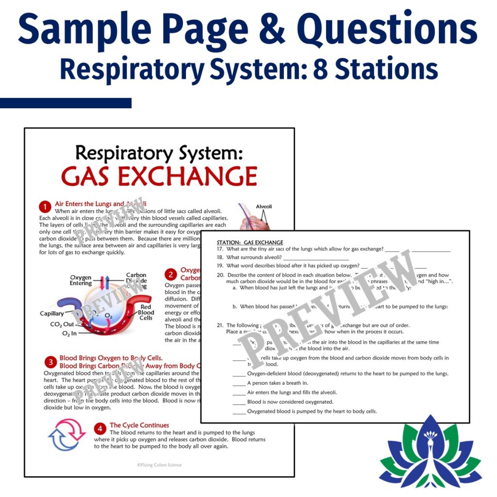 Respiratory System Stations Activity - Flying Colors Science