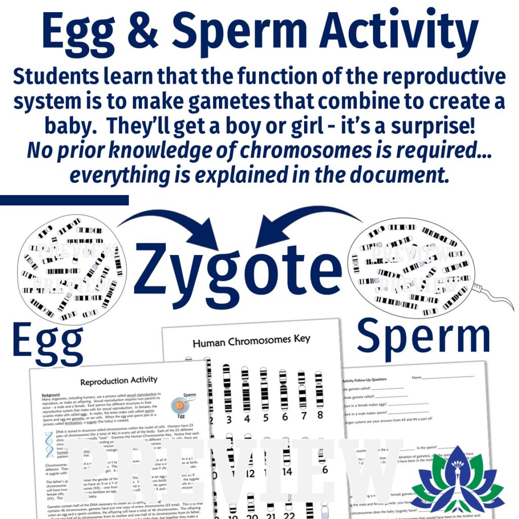 Reproductive System Unit - Flying Colors Science