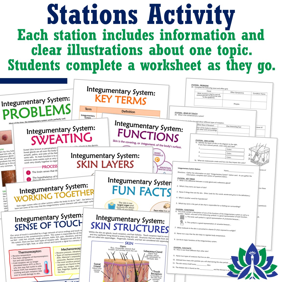Complete Skin and Integumentary System Unit - Flying Colors Science