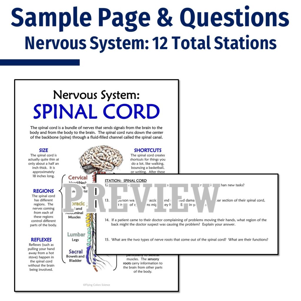 Nervous System Stations Activity - Flying Colors Science