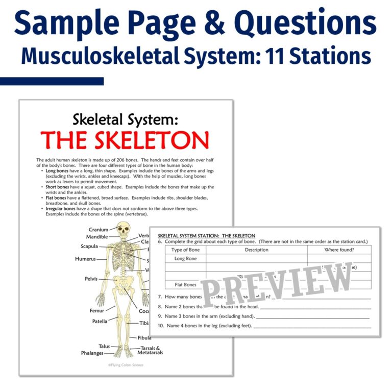 Muscles Bones and the Musculoskeletal System Activity Stations - Flying ...