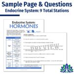 Endocrine System Stations Activity - Flying Colors Science