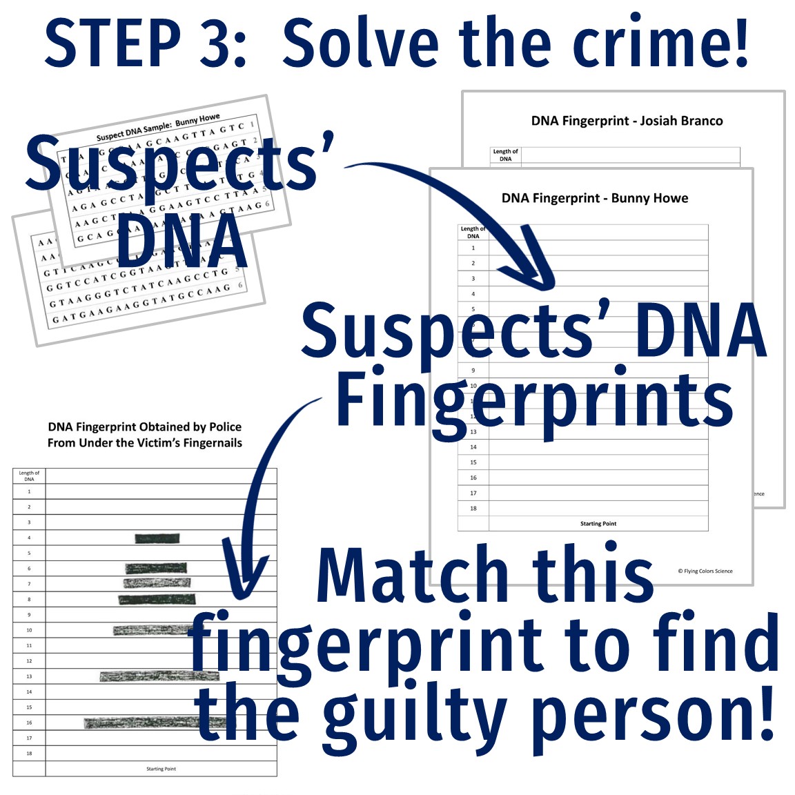 Introduction to DNA Fingerprinting Activity - Flying Colors Science