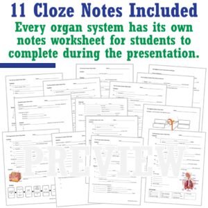 Complete Set of Human Body Organ Systems Notes and Quizzes - Flying ...