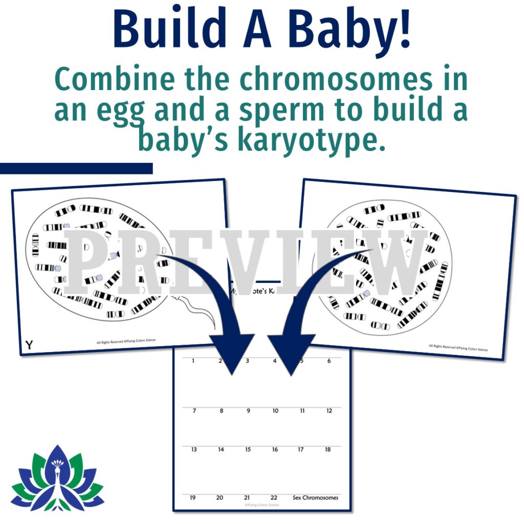 Karyotype Activity: Build a Baby from Egg and Sperm - Flying Colors Science