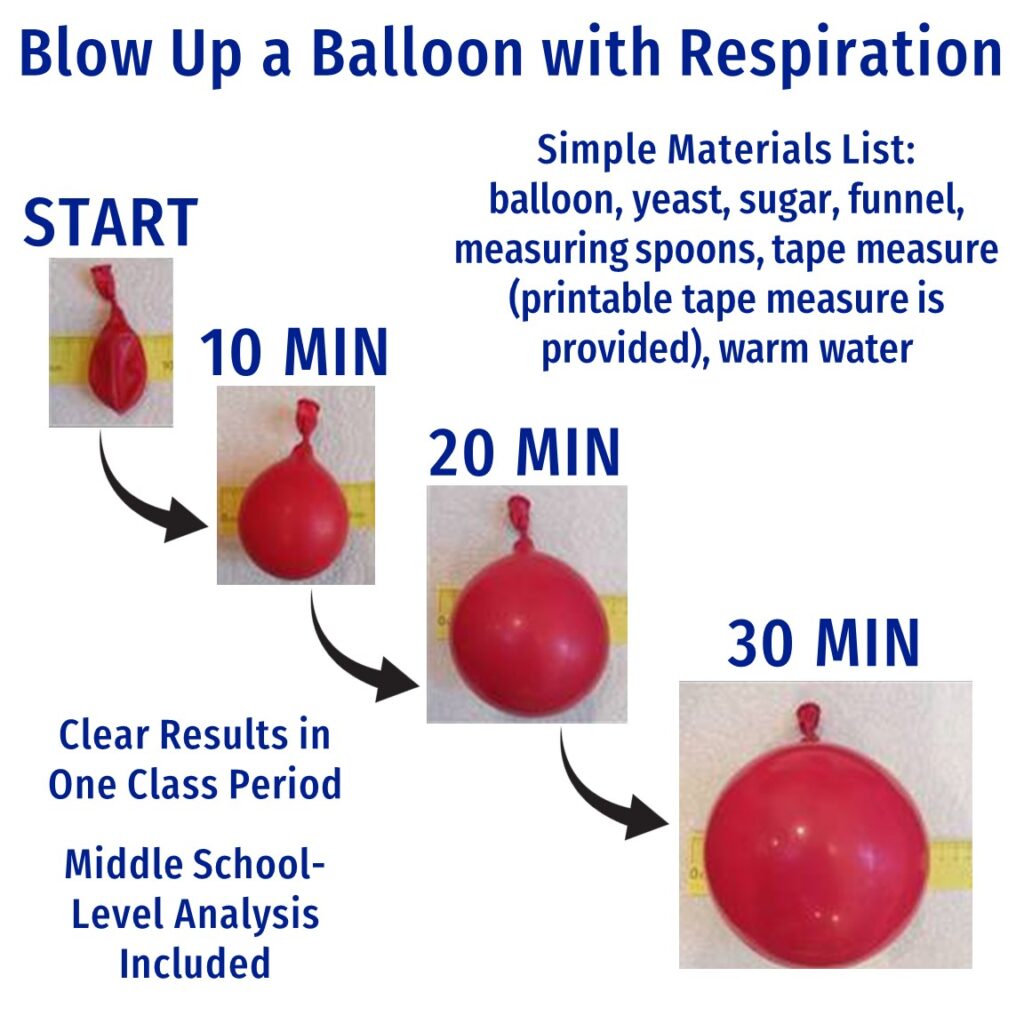 Cellular Respiration Lab - Flying Colors Science