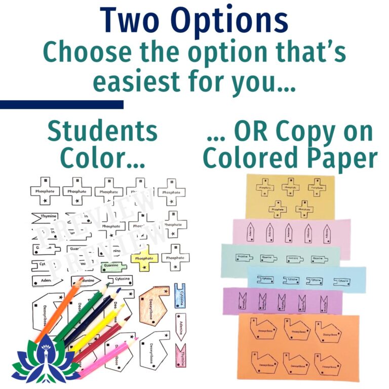Paper DNA Model Project - Flying Colors Science