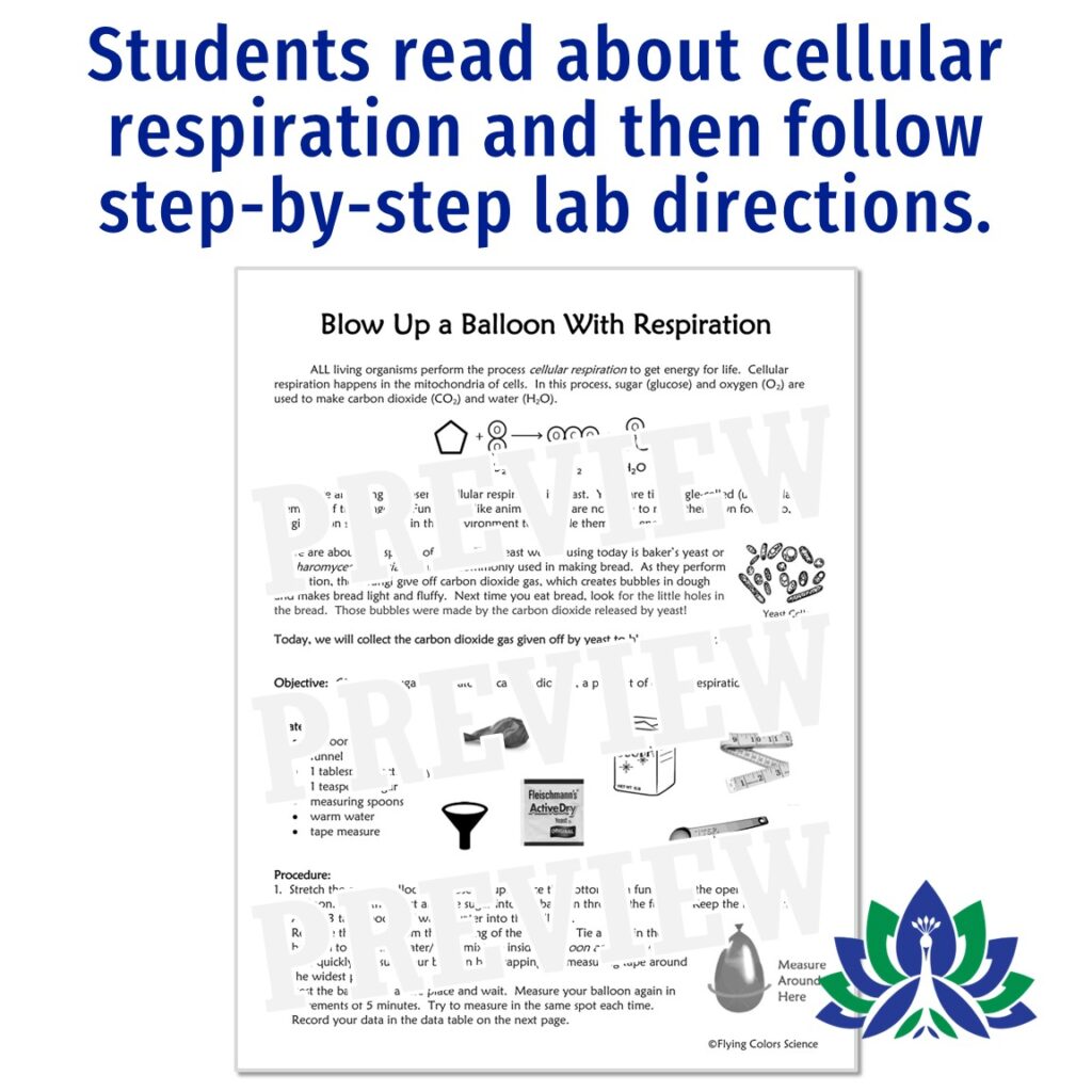Cellular Respiration Lab - Flying Colors Science