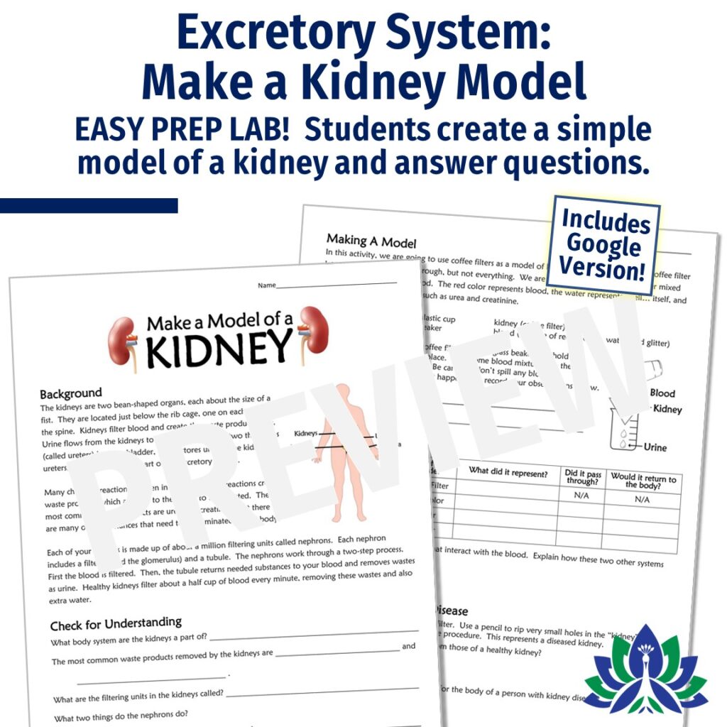 Human Body Organ Systems Activity BUNDLE - Flying Colors Science