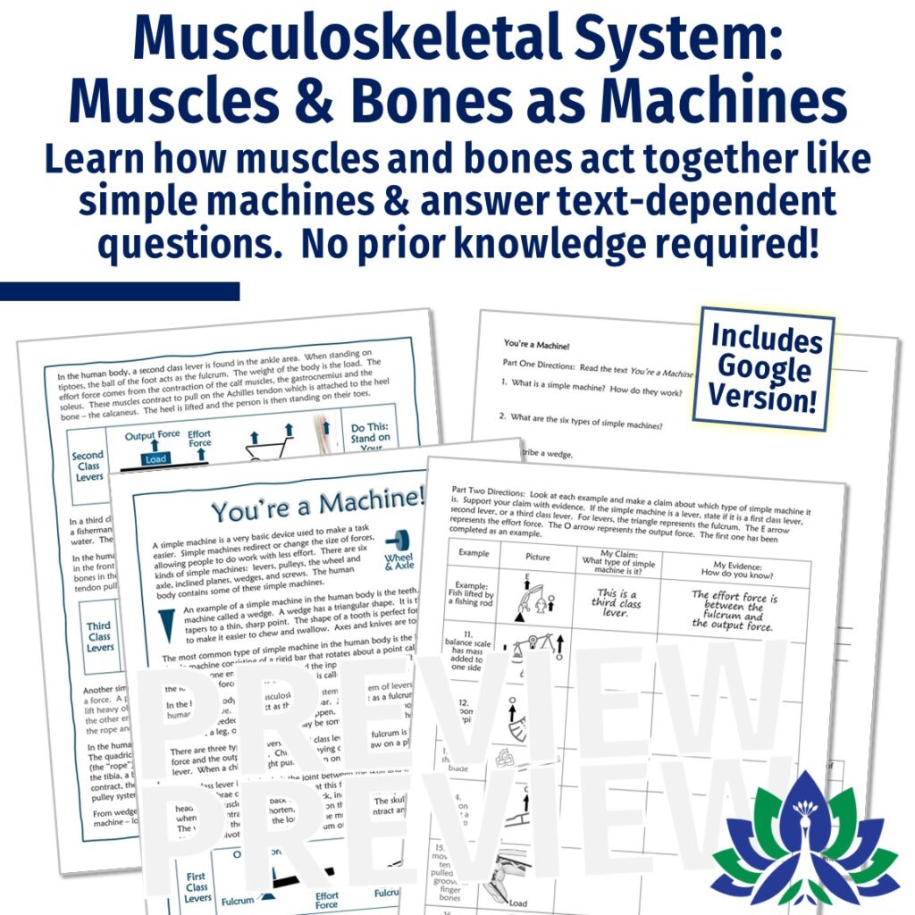 Human Body Organ Systems Activity BUNDLE - Flying Colors Science