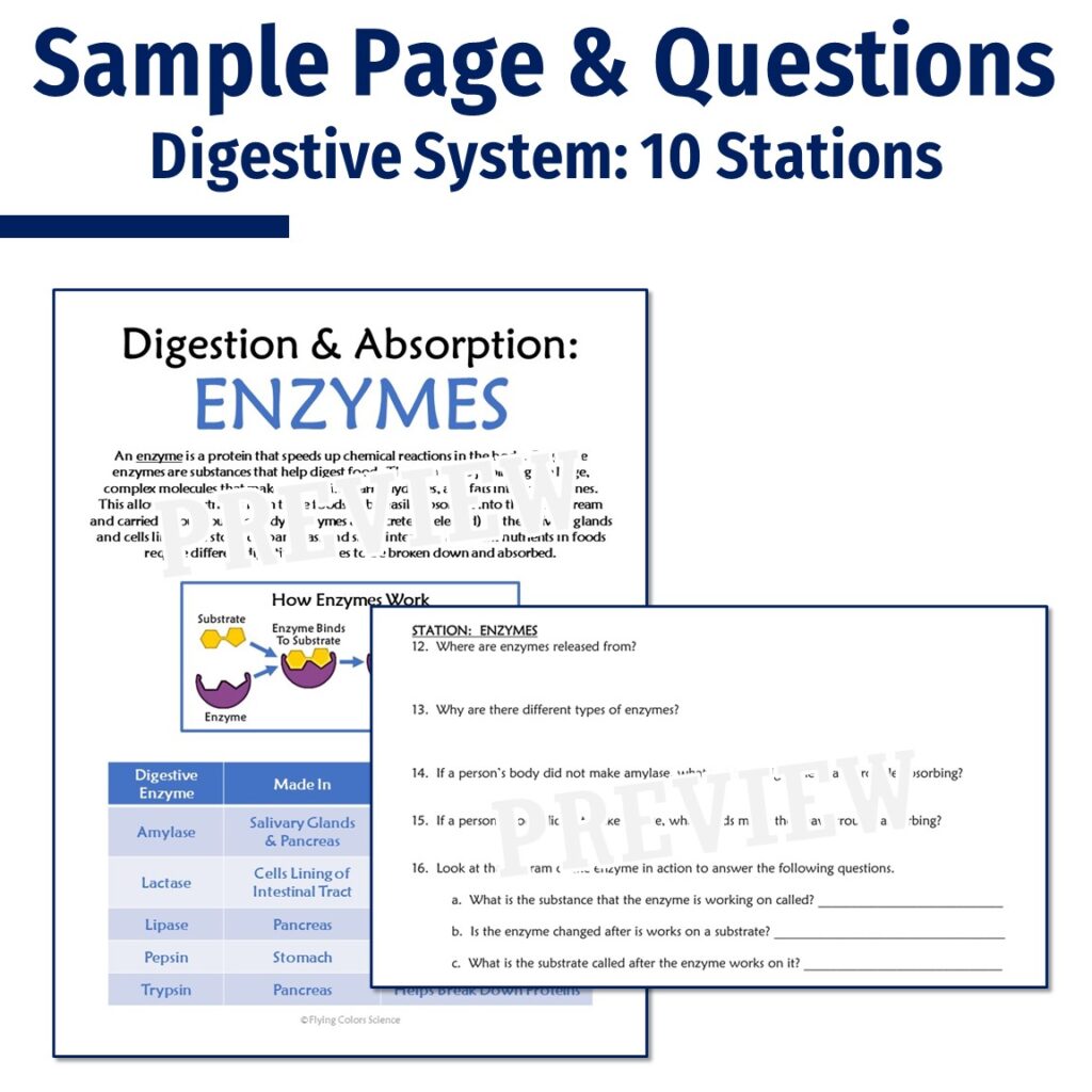 Human Body Organ Systems Stations Activities (Set of 10) - Flying ...