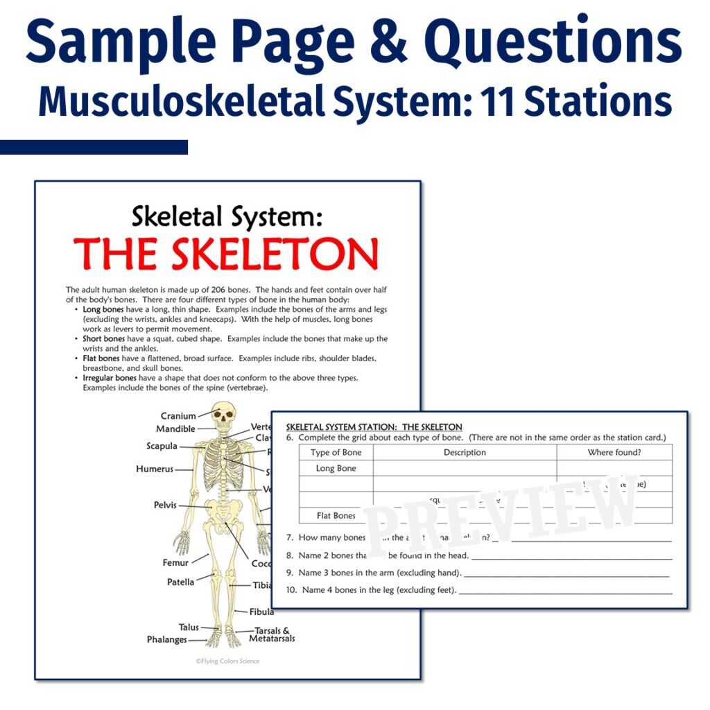 Human Body Organ Systems Stations Activities (Set of 10) - Flying ...
