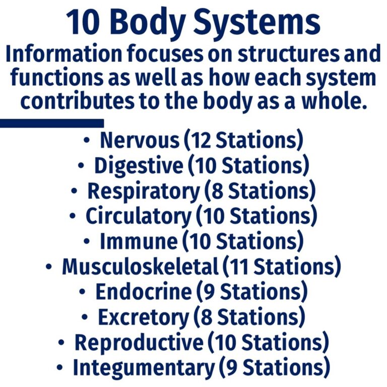 Human Body Organ Systems Stations Activities (Set of 10) - Flying ...