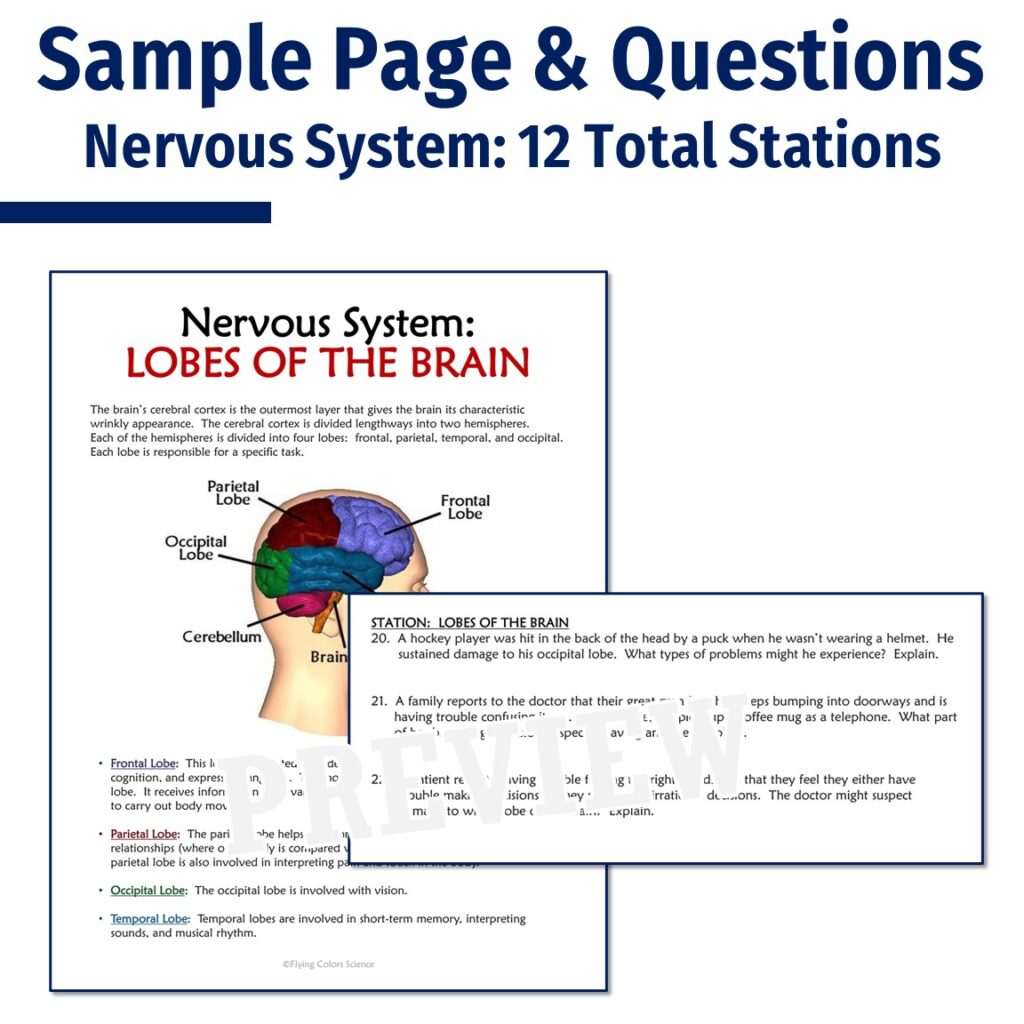 Human Body Organ Systems Stations Activities (Set of 10) - Flying ...