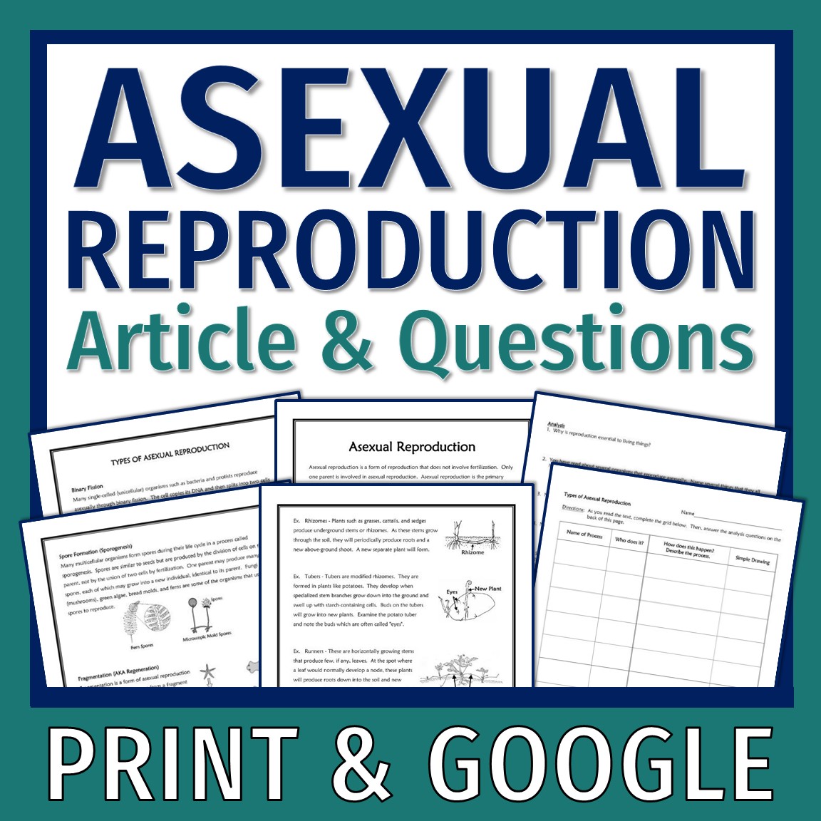 Asexual Reproduction Worksheet Answers Asexual And Sexual Reproduction
