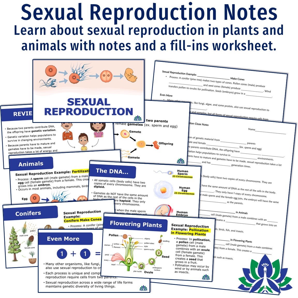 Asexual and Sexual Reproduction Notes and Quiz - Flying Colors Science
