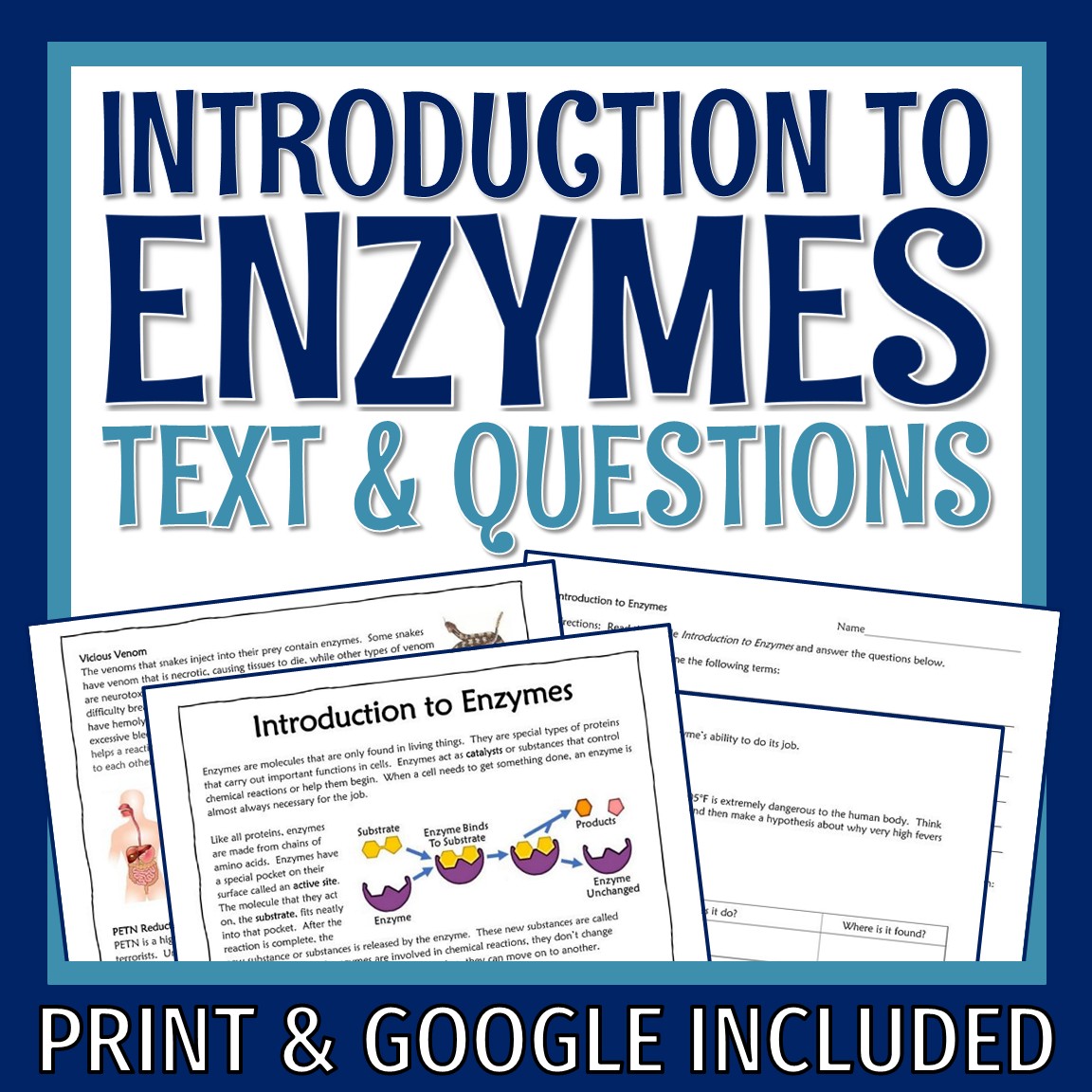 Enzymes Reading and Worksheet - Flying Colors Science