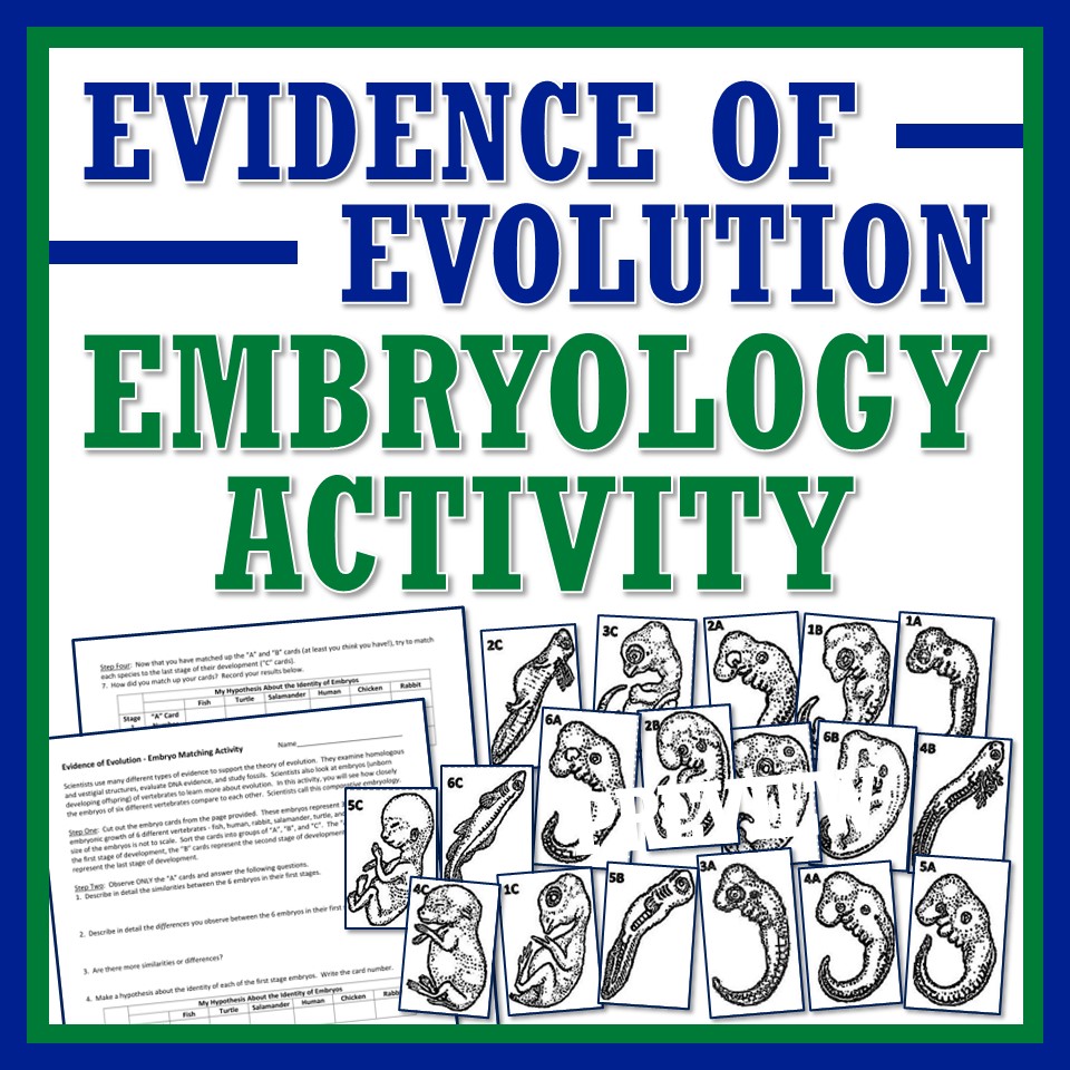 Evidence of Evolution: Embryology Activity - Flying Colors Science