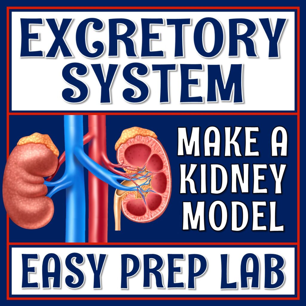 Excretory System Activity: Kidney Lab - Flying Colors Science