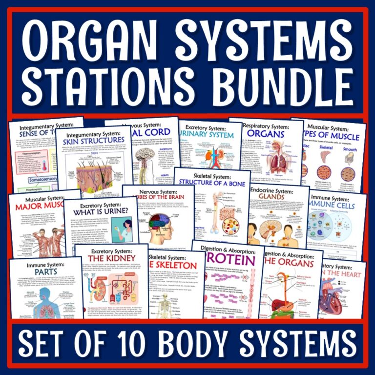 Human Body Organ Systems Stations Activities (Set of 10) - Flying ...