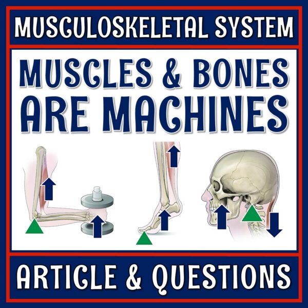 Muscles and Bones Musculoskeletal System Unit - Flying Colors Science