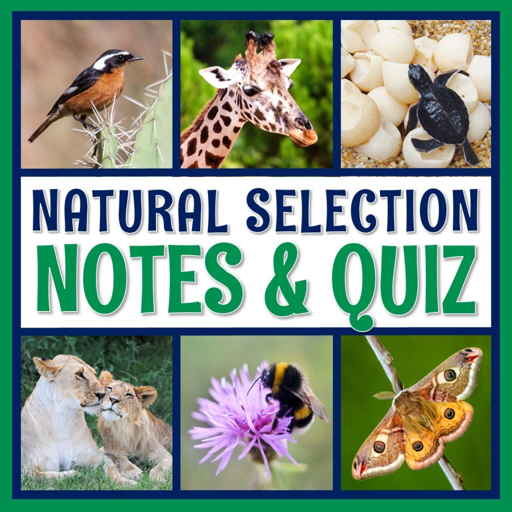 Natural Selection Notes and Quiz - Flying Colors Science