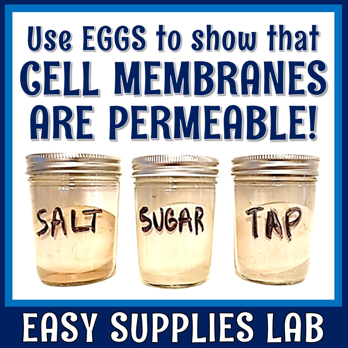 Cell Membrane Activity: Observe Permeability - Flying Colors Science