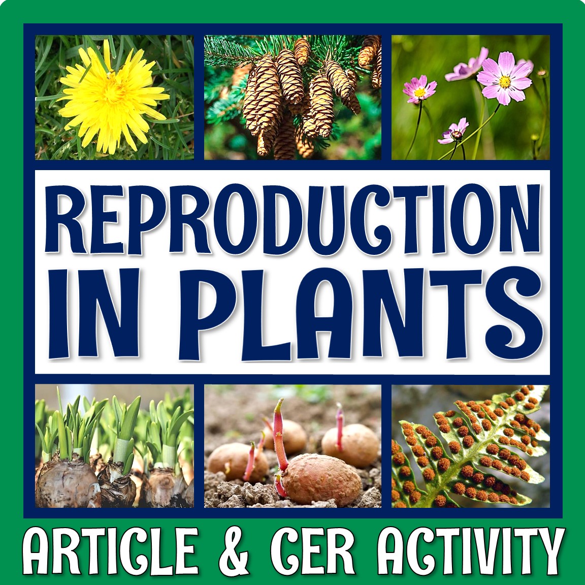 Specialized Structures for Plant Reproduction Activity - Flying Colors ...