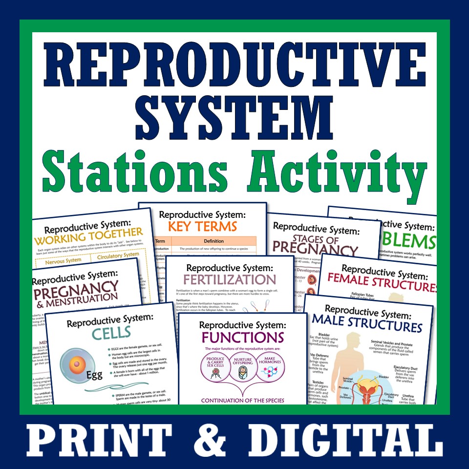 Human Reproductive System Activity Stations - Flying Colors Science