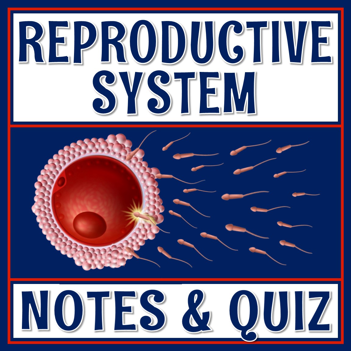 Reproductive System Notes And Quiz Flying Colors Science